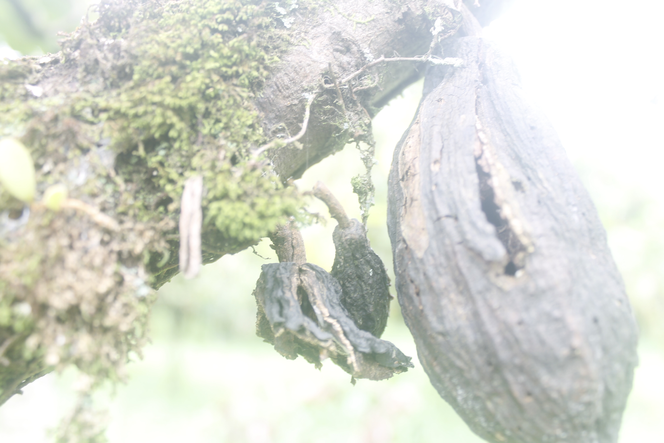 Pest And Disease Detection Object Detection Dataset And Pre Trained