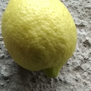 lemon_dataset Object Detection Model by DAIMOND