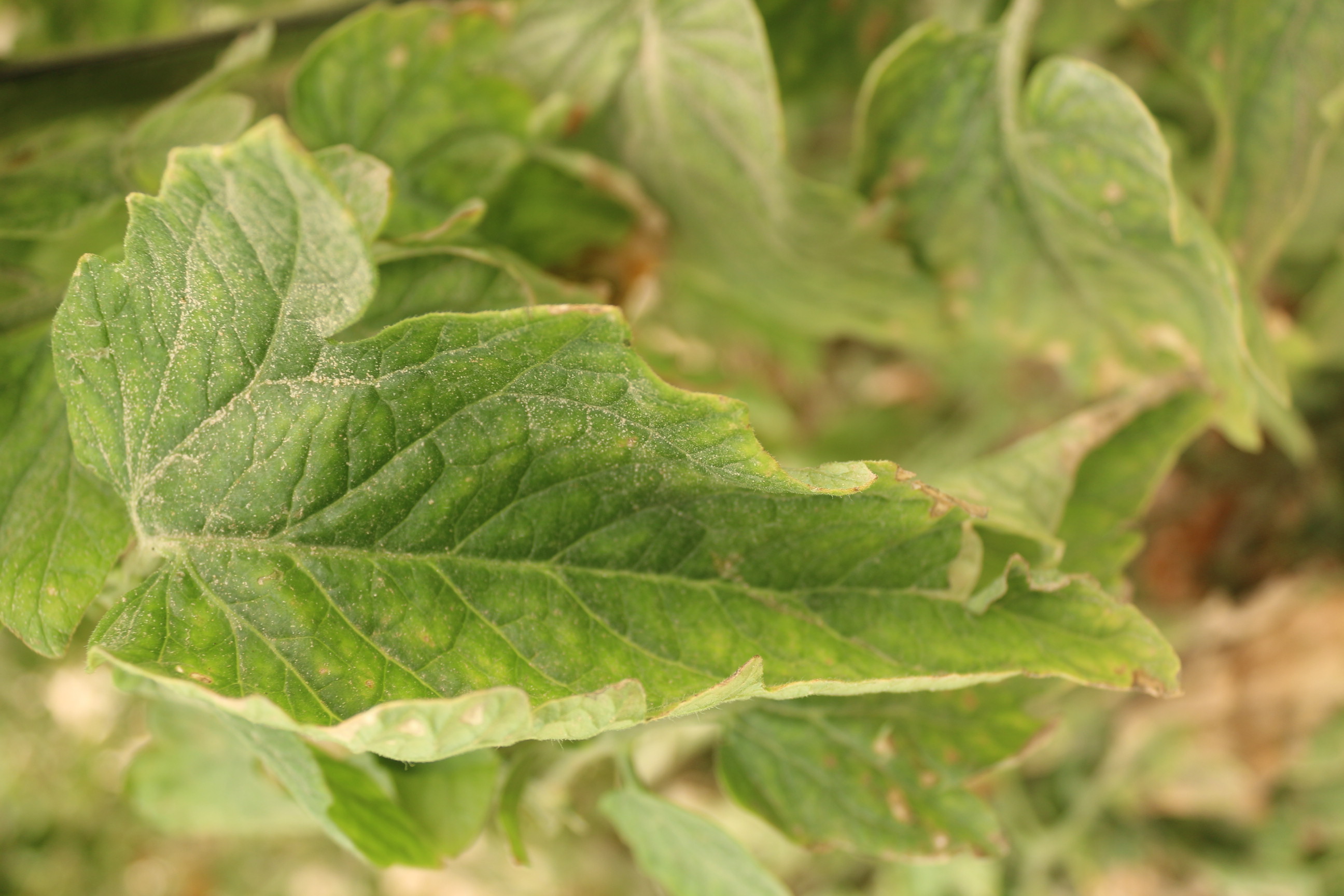 annotation and segmenetation - Roboflow Universe