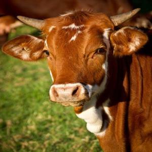 cattle_breeds Object Detection Dataset and Pre-Trained Model by hackishmax321