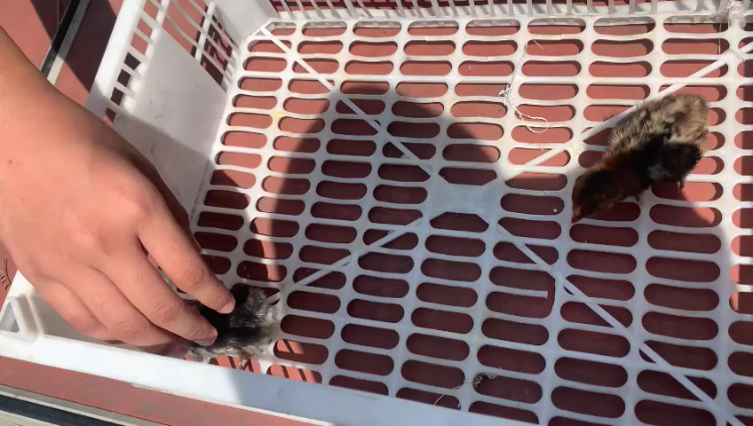 Baby Chicken Object Detection Dataset and Pre-Trained Model by fazl