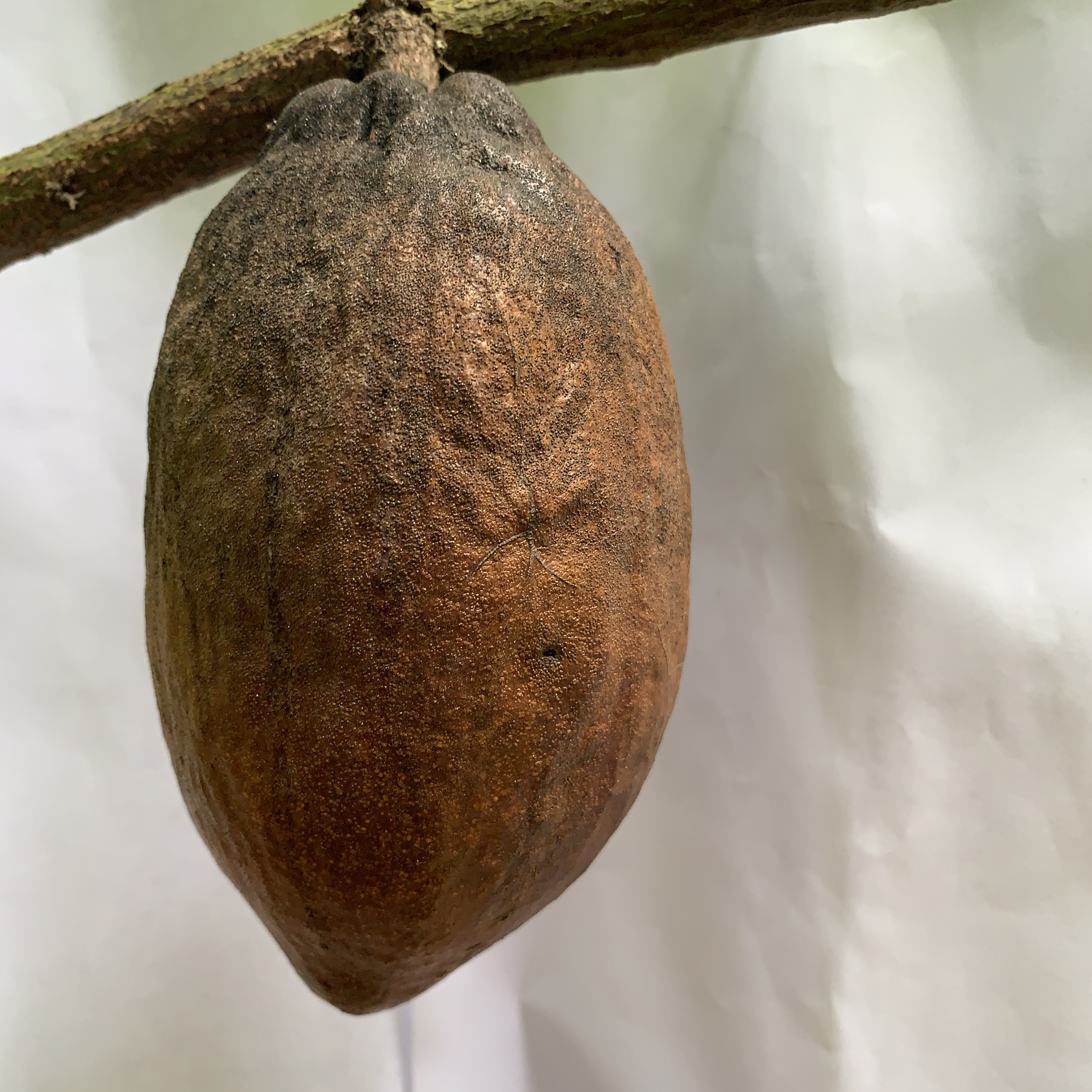 My First Project Instance Segmentation Model by Qua cacao