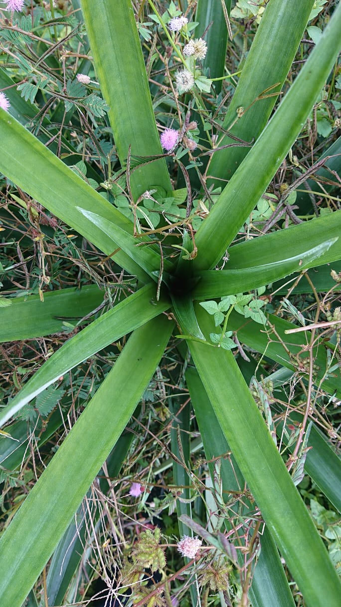 Final Year Project Object Detection Dataset And Pre Trained Model By Pineapple Detectiontest