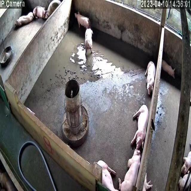 pig-test Object Detection Model by pigtest