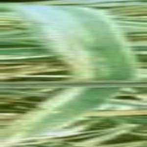 Rice-Leaf-Diseases Object Detection Dataset and Pre-Trained Model by TuLinh