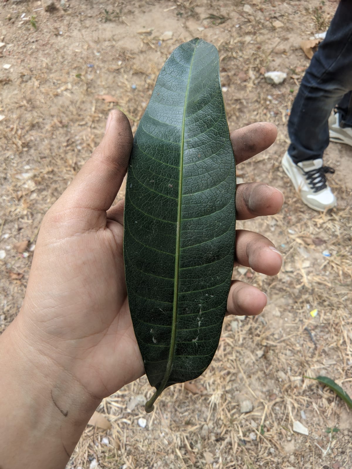 Daun Mangga Object Detection Model By Deteksi Hama Penyakit Daun Mangga