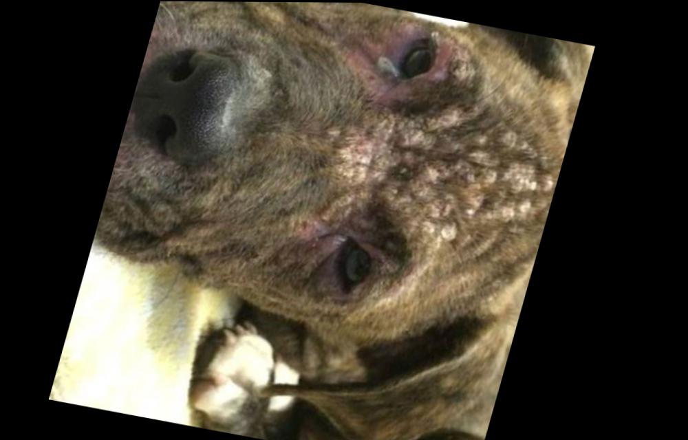 Dog Diseases Detection Object Detection Dataset by FYPDogMate