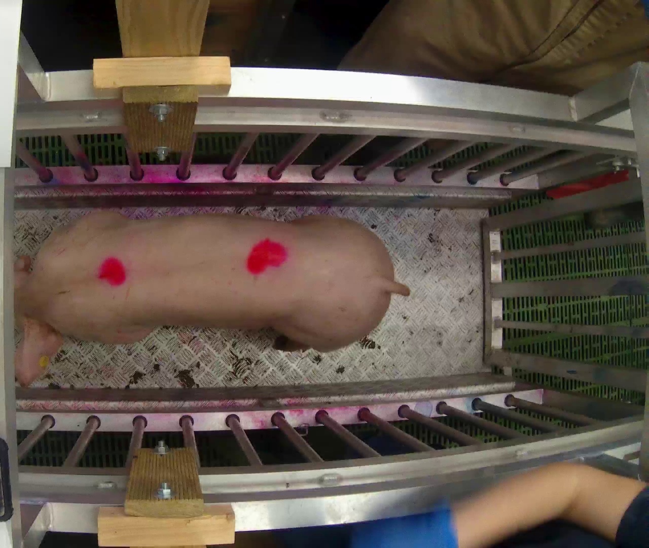 Pig Object Detection Dataset by joel aribau