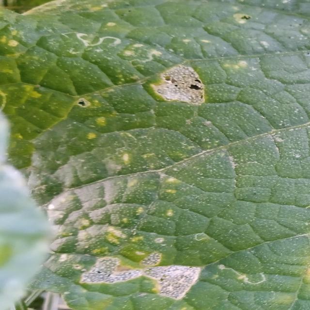 Augmented Cucumber Detection Object Detection Dataset By Abdelrahmanyasser