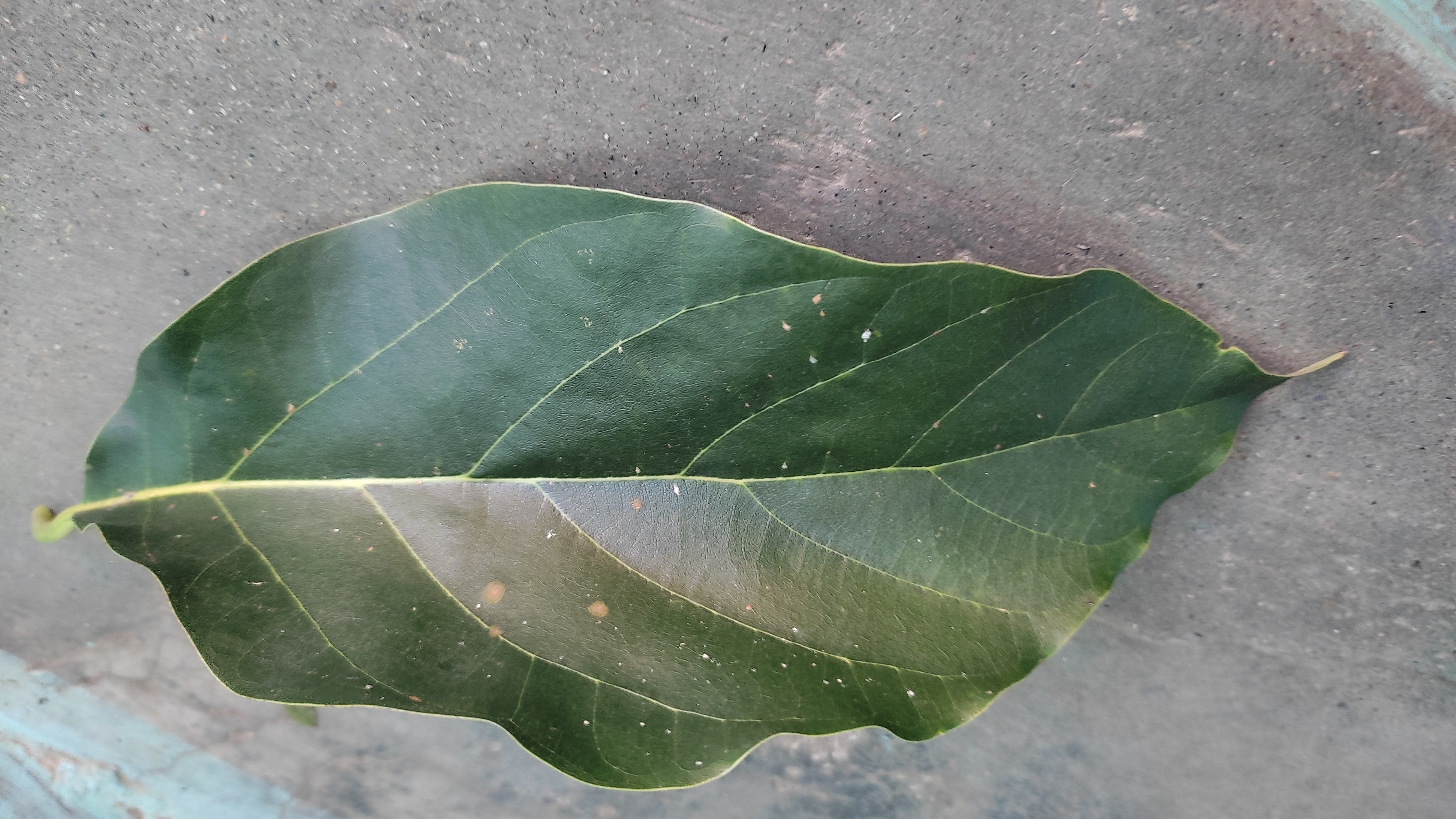 Avocado Leaf Disease Object Detection Dataset by suraj