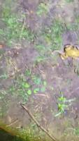 toad detector - Roboflow Universe