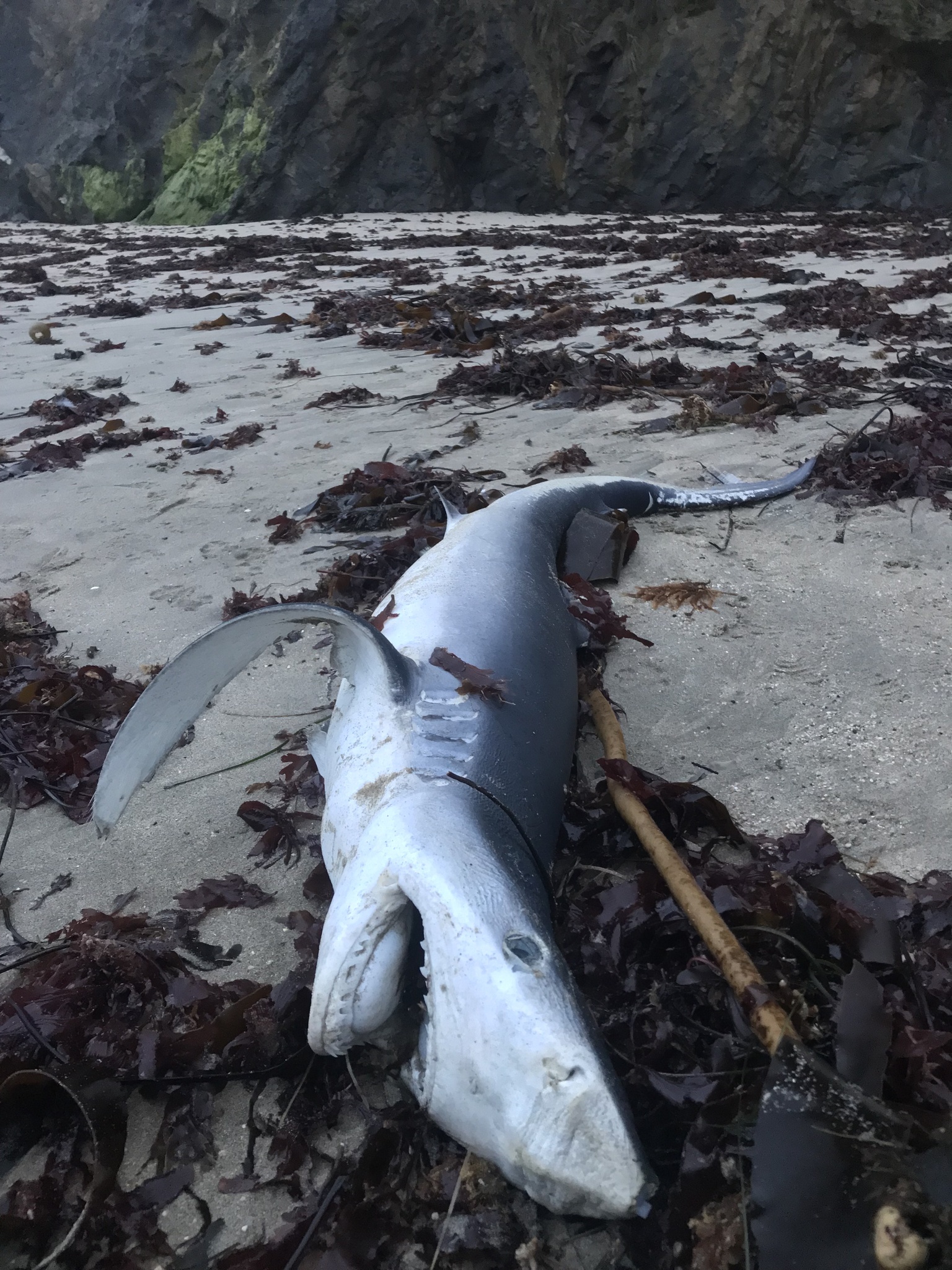 ray shark turtle Object Detection Dataset by Nina