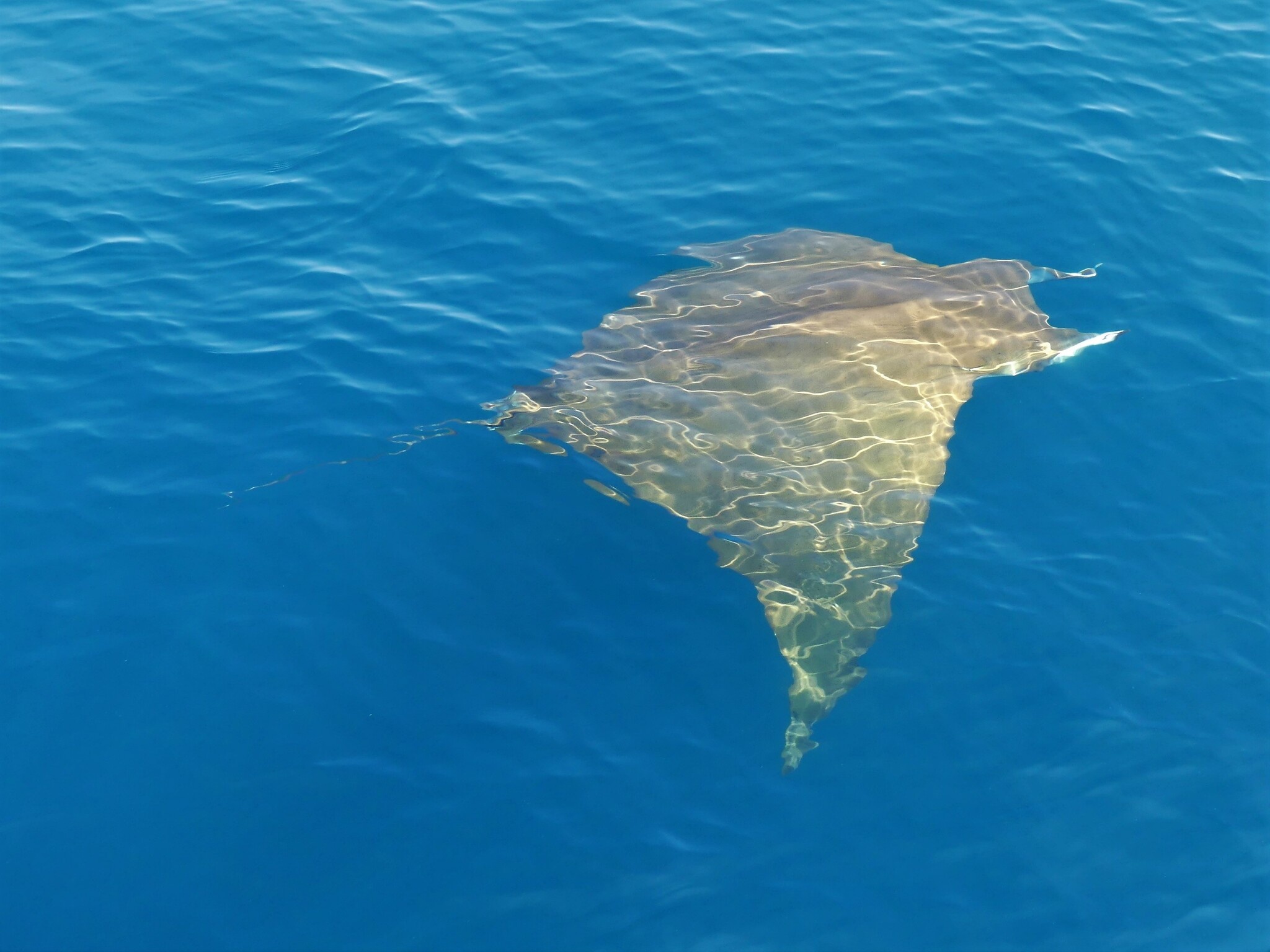 ray Object Detection Model by Nina