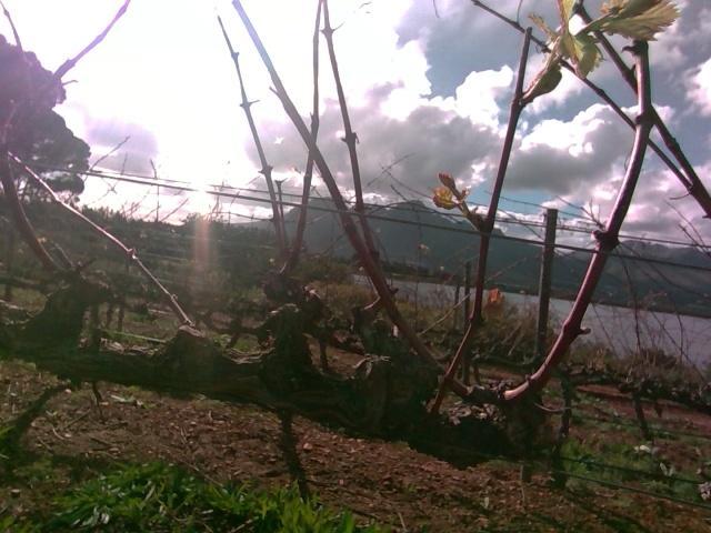 Pruning Object Detection Dataset And Pre Trained Model By Robotic Perception