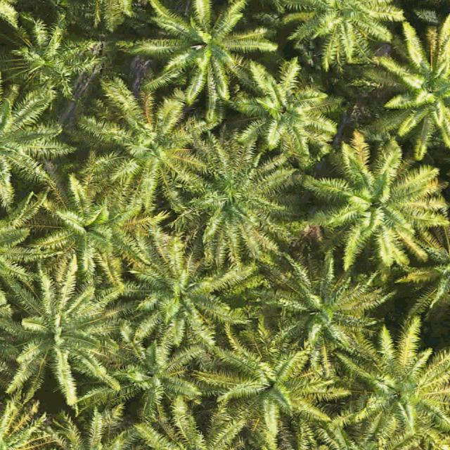 Tree Detection (tree-detection-jd14y) - Roboflow Universe