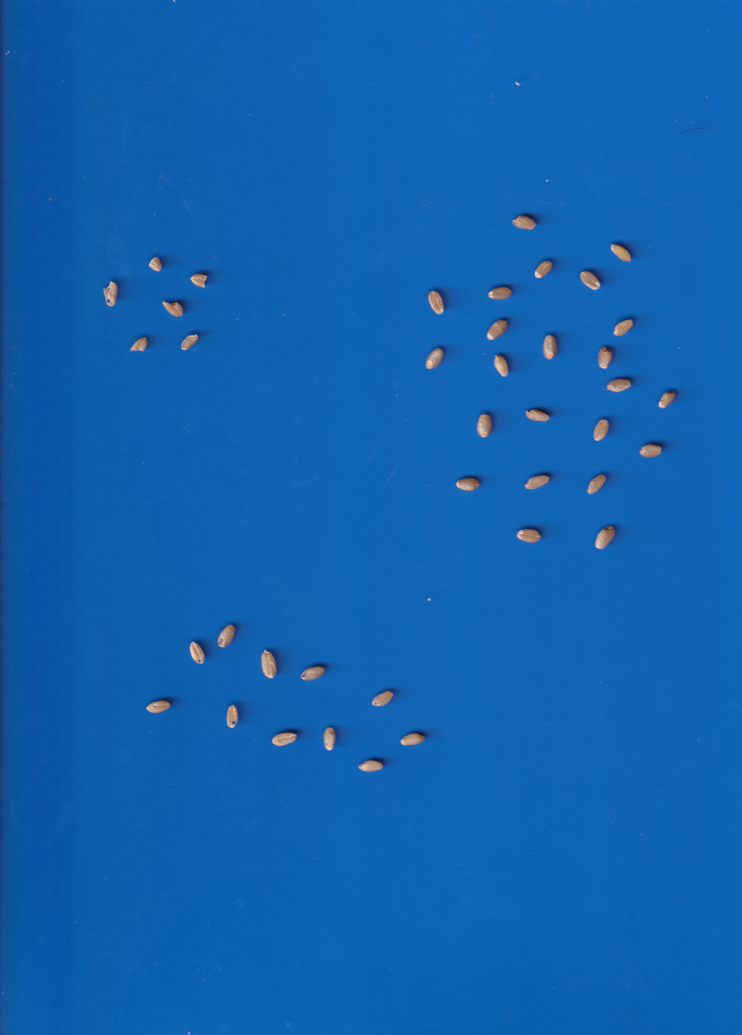 wheat Object Detection Model by w