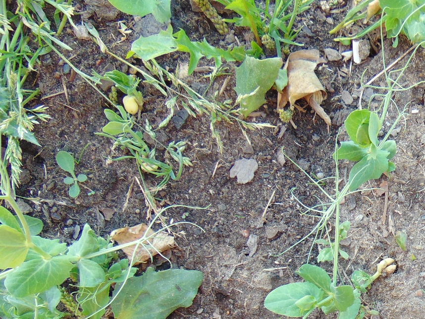 crop and weed segmentation Instance Segmentation Dataset by Wiktoria