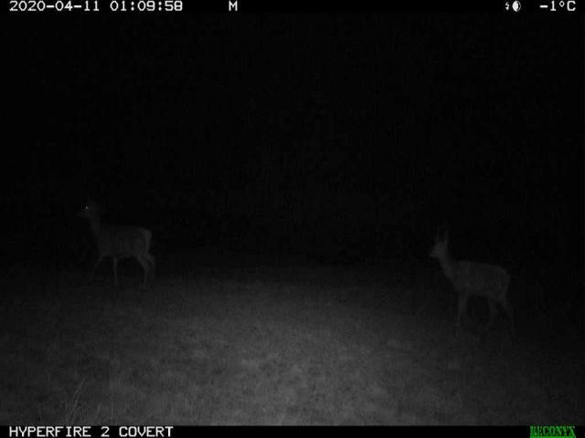 target_deer Object Detection Dataset by drill01