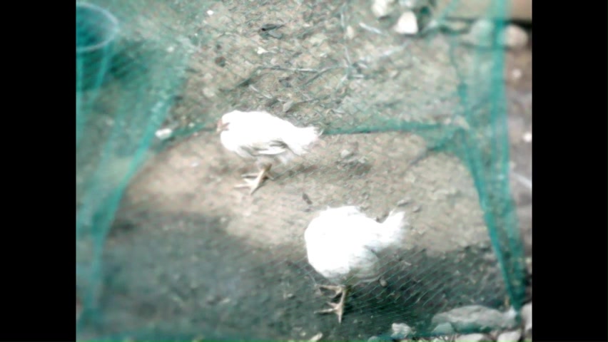 Experiment 2 Object Detection Dataset by chx