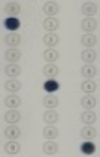 REAL_BLACK_CIRCLE Object Detection Dataset by Festival Gamma