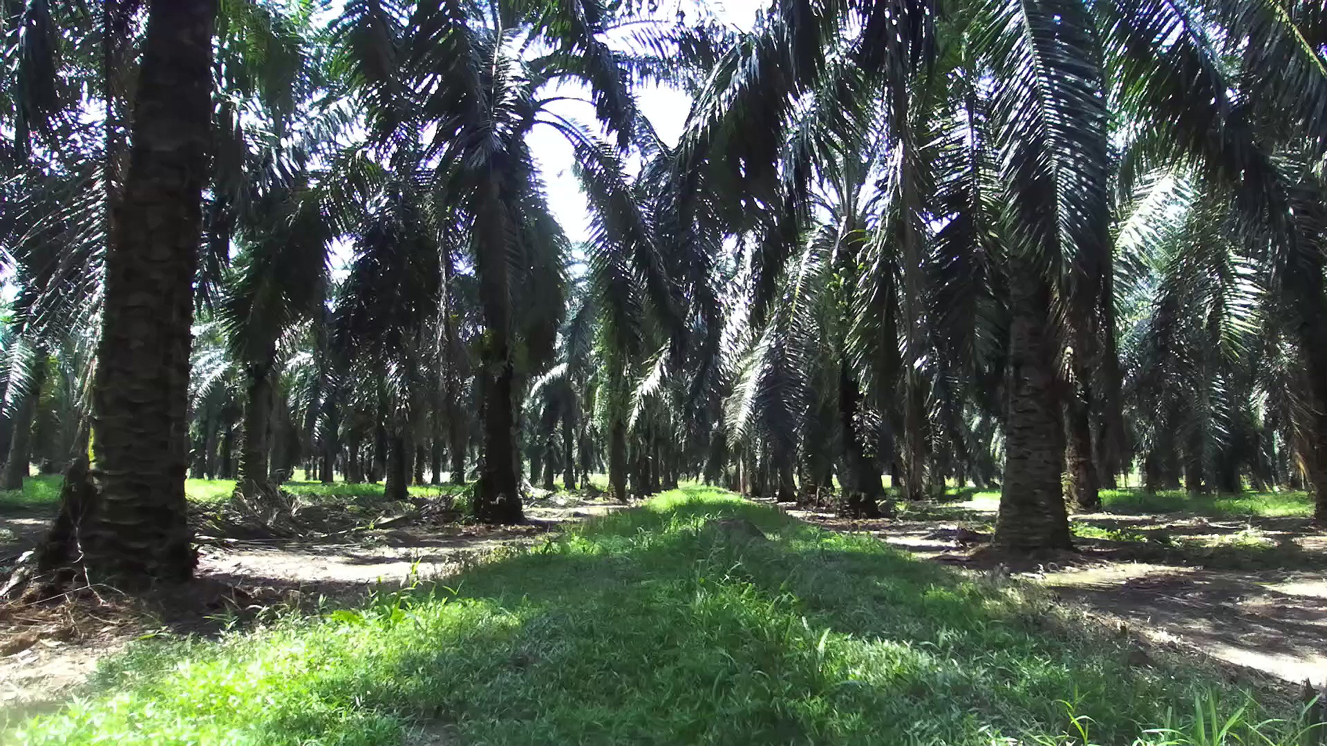 Detector Instance Segmentation Dataset and Pre-Trained Model by RnDMeraque