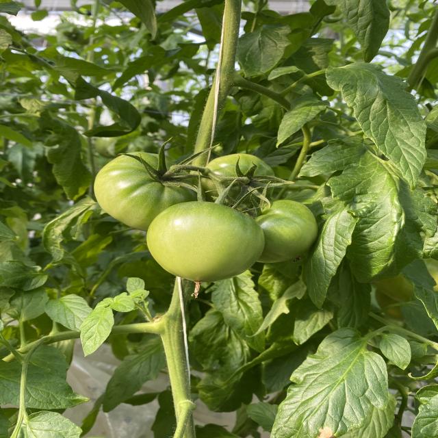 Tomato Detection Object Detection Dataset And Pre Trained Model By Plants