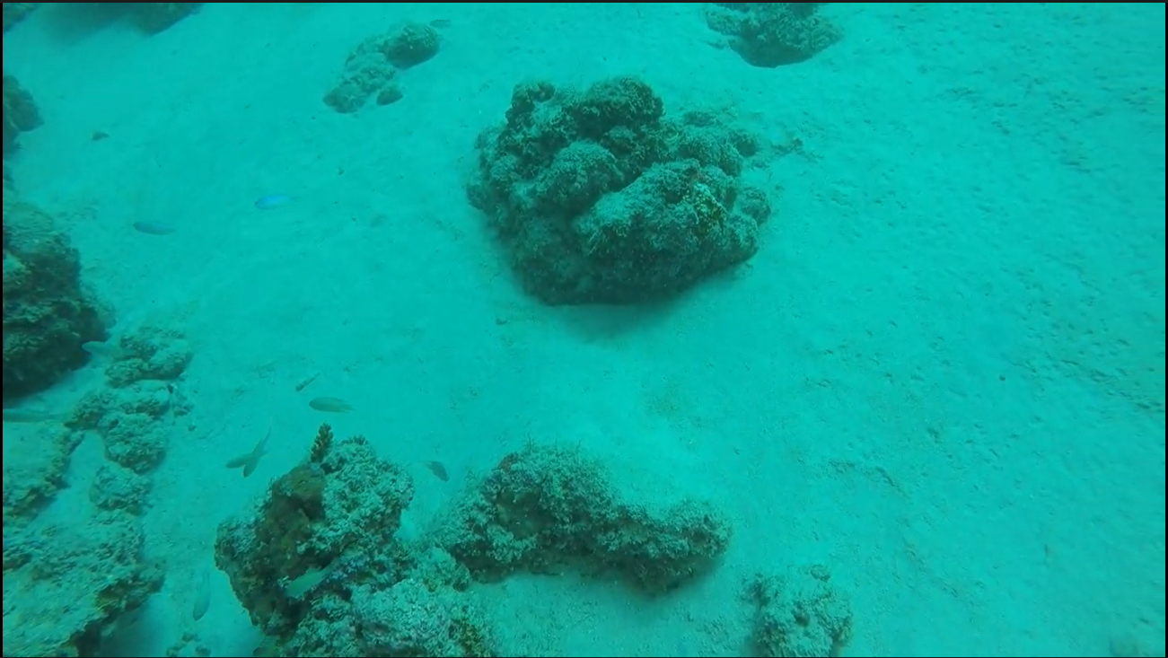 Fish and Coral Detection Object Detection Model by FishDetection