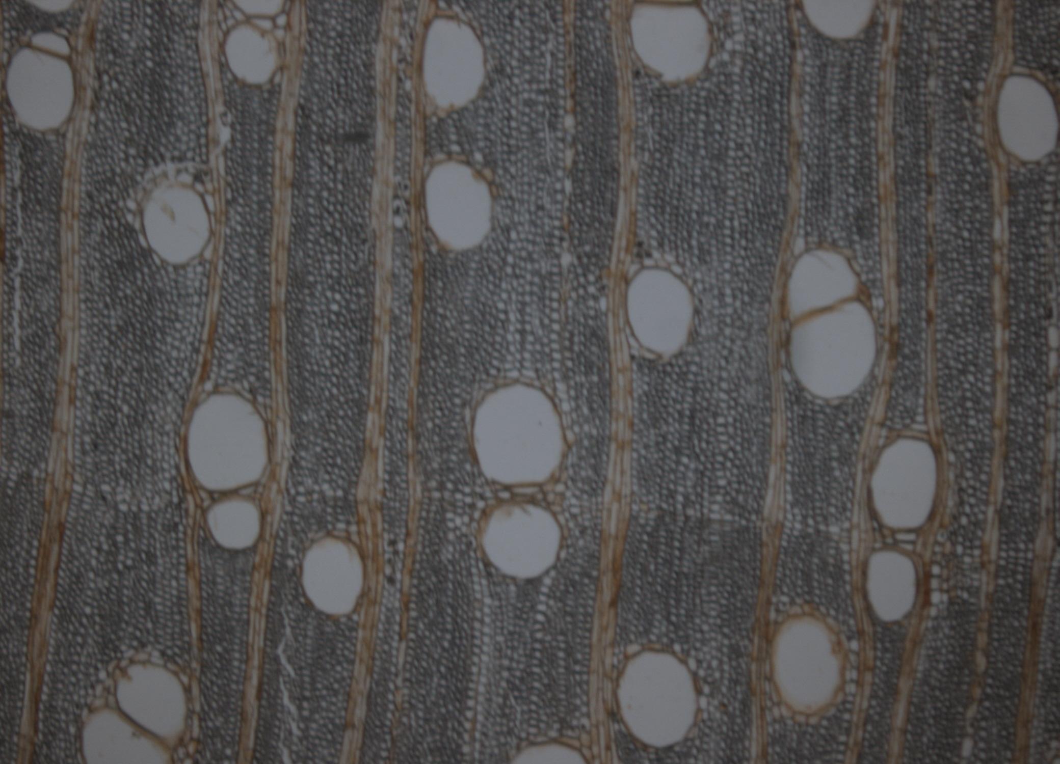 Wood Classification (wood-classification-xk7ca) - Roboflow Universe