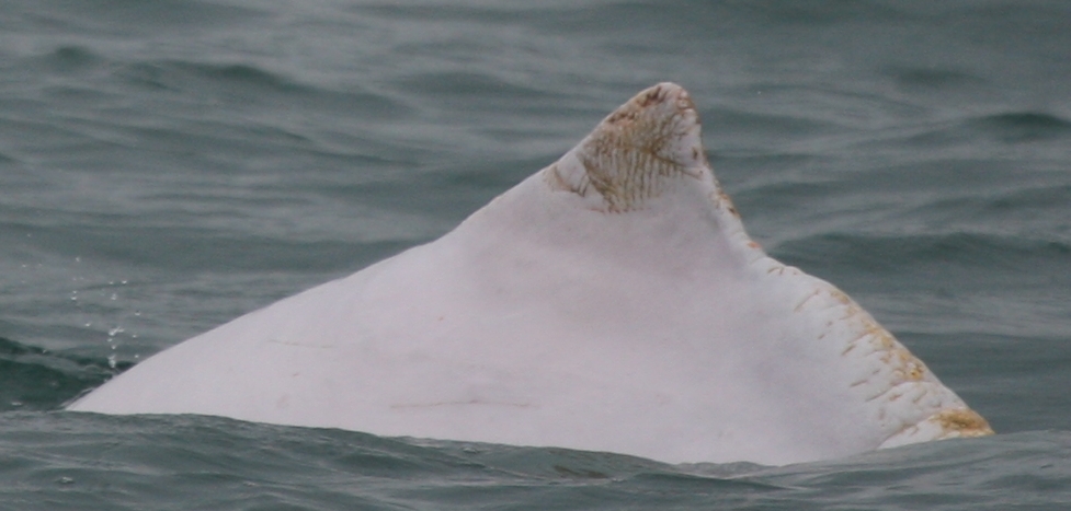 dorsal-fin-score-i8oay Object Detection Dataset and Pre-Trained Model ...