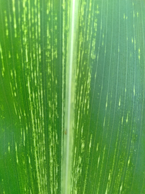 maize_desisease Classification Dataset by MakD