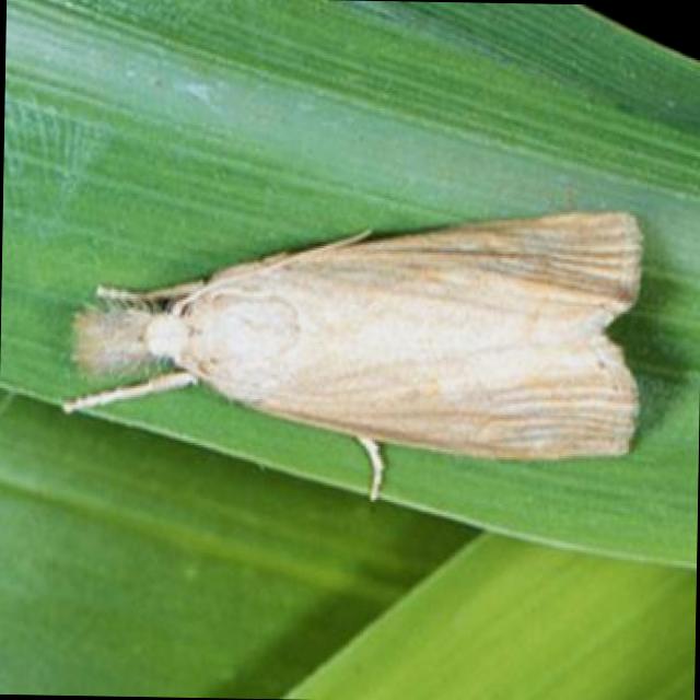 Paddy pest detection Object Detection Dataset by Pest analysis