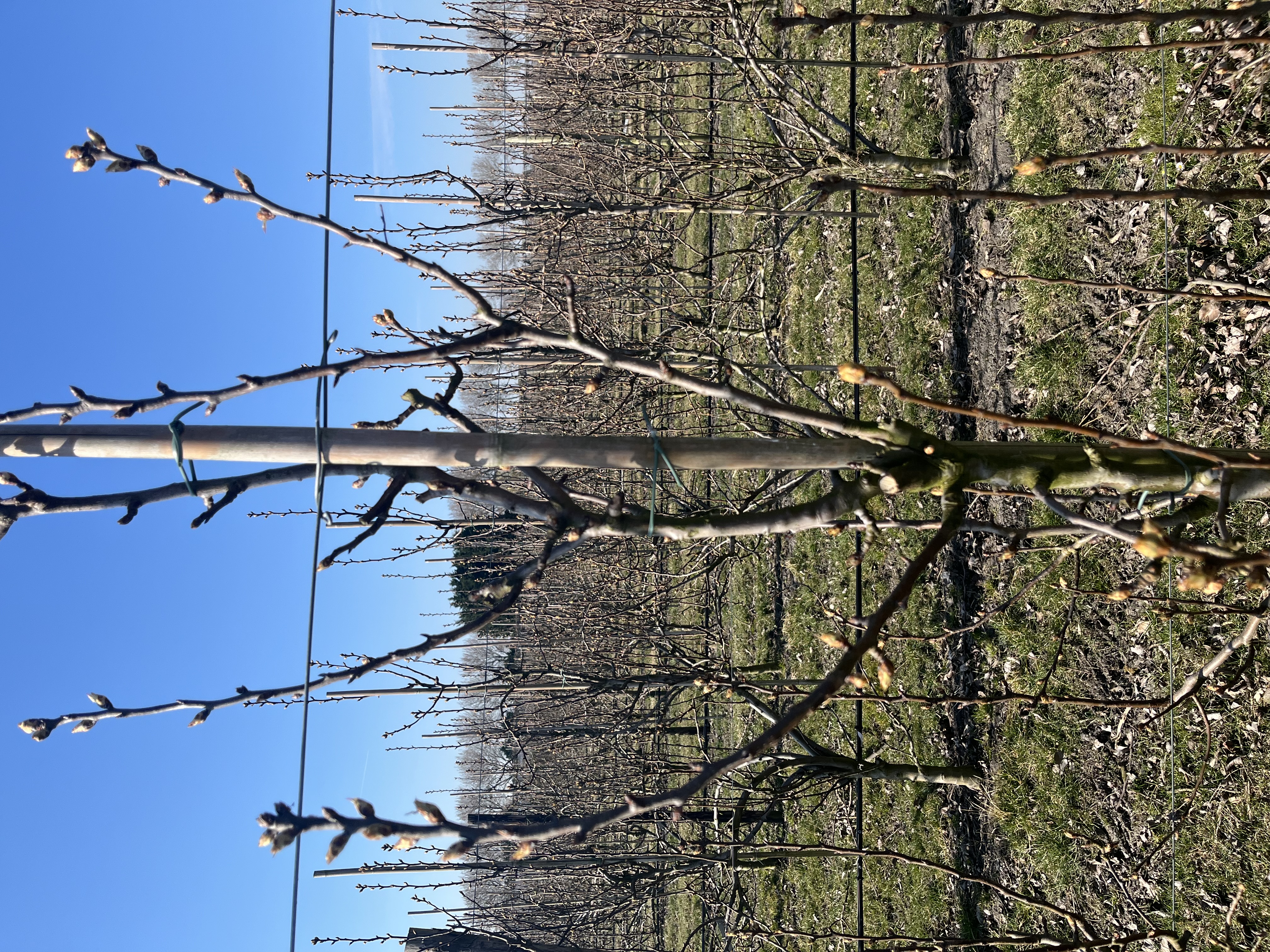 Tree segmentation Instance Segmentation Model by ProjectPears