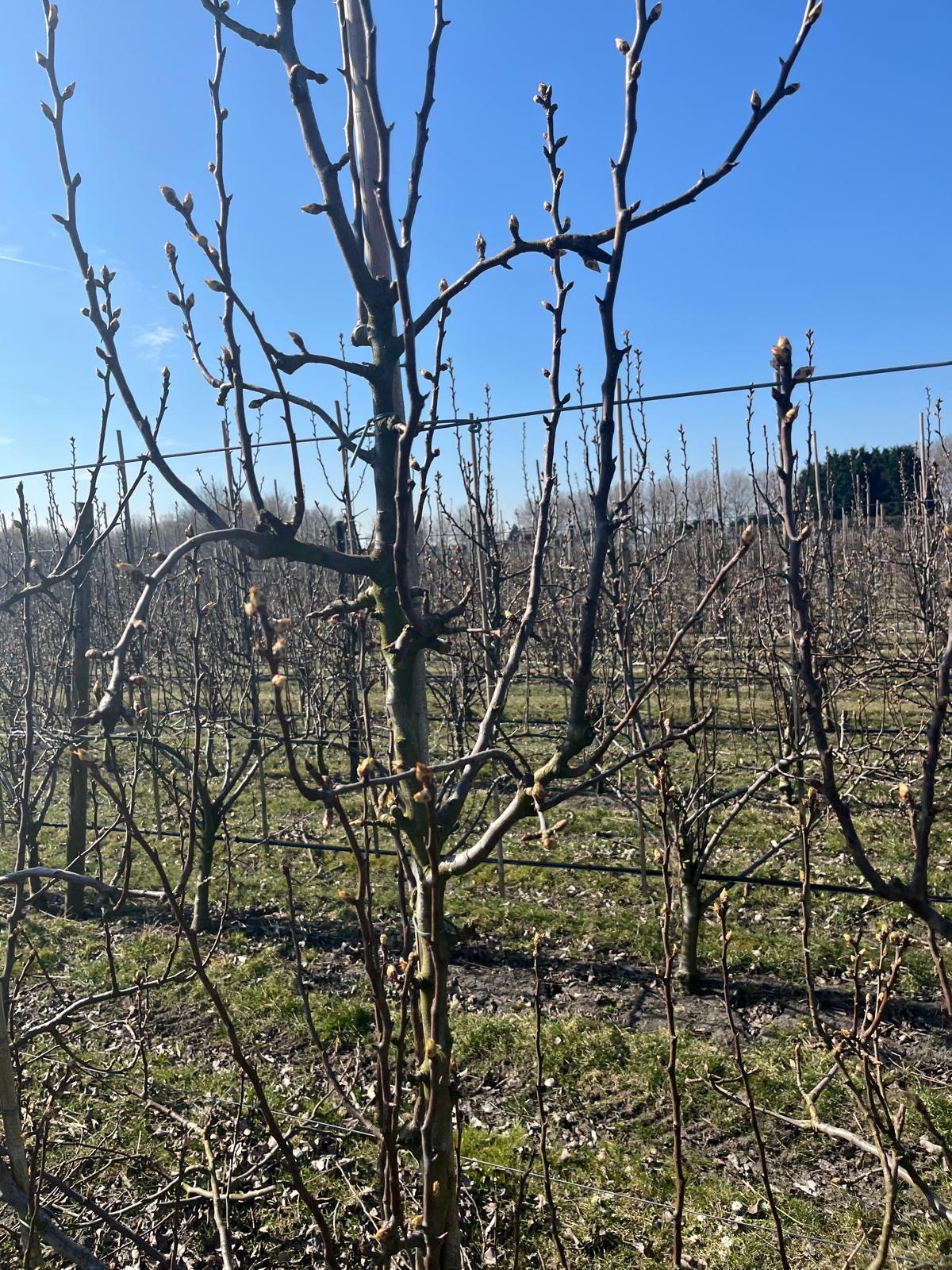 Pear Buds Other Dataset Object Detection Dataset And Pre Trained Model By Projectpears