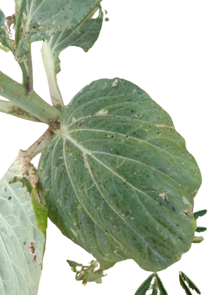 petchay Classification Model by superRookieJR