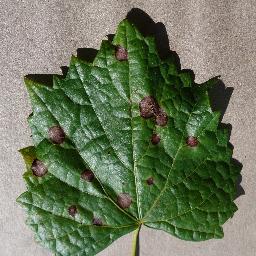 GrapeDiseaseDetection_ObjectDetection Object Detection Model by FinalProject