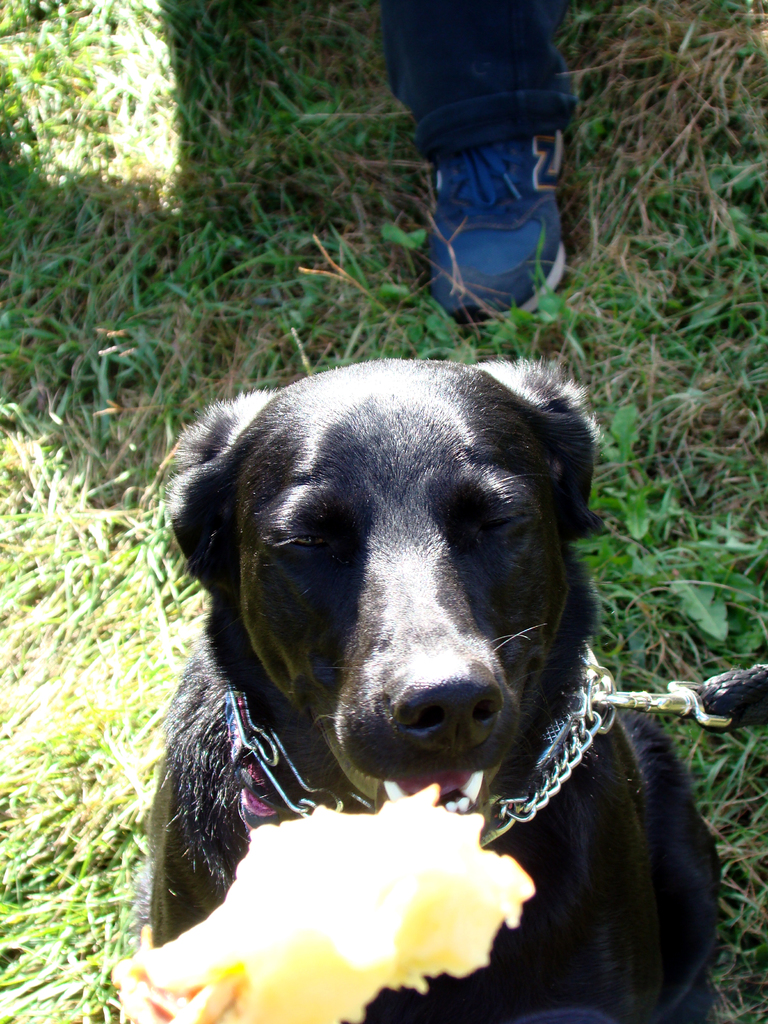 dog Object Detection Dataset by deenu