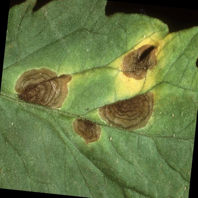 Tomato Leaf Disease Detection Object Detection Dataset And Pre Trained Model By Ranjss