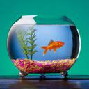 fish Object Detection Dataset by Eden Offer