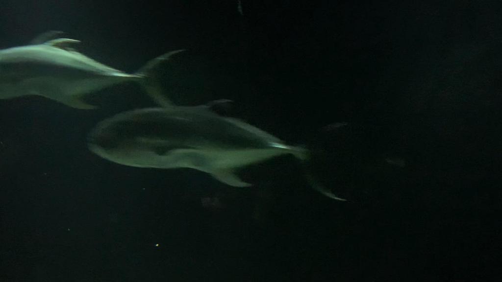 Yolov8 Training Object Detection Dataset By Shivansh