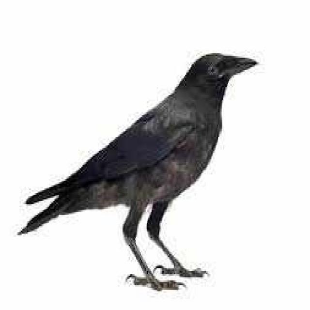 Bird Crow Object Detection Dataset By Birddetected