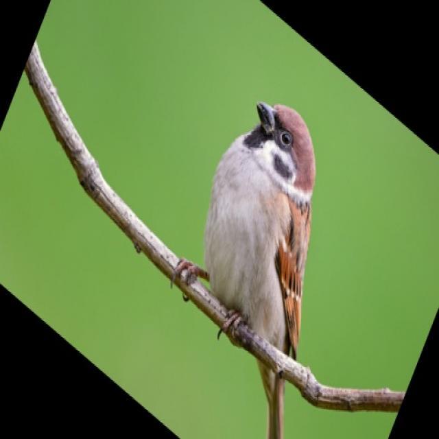 birds_comp_v2 Object Detection Dataset by BirdDetected