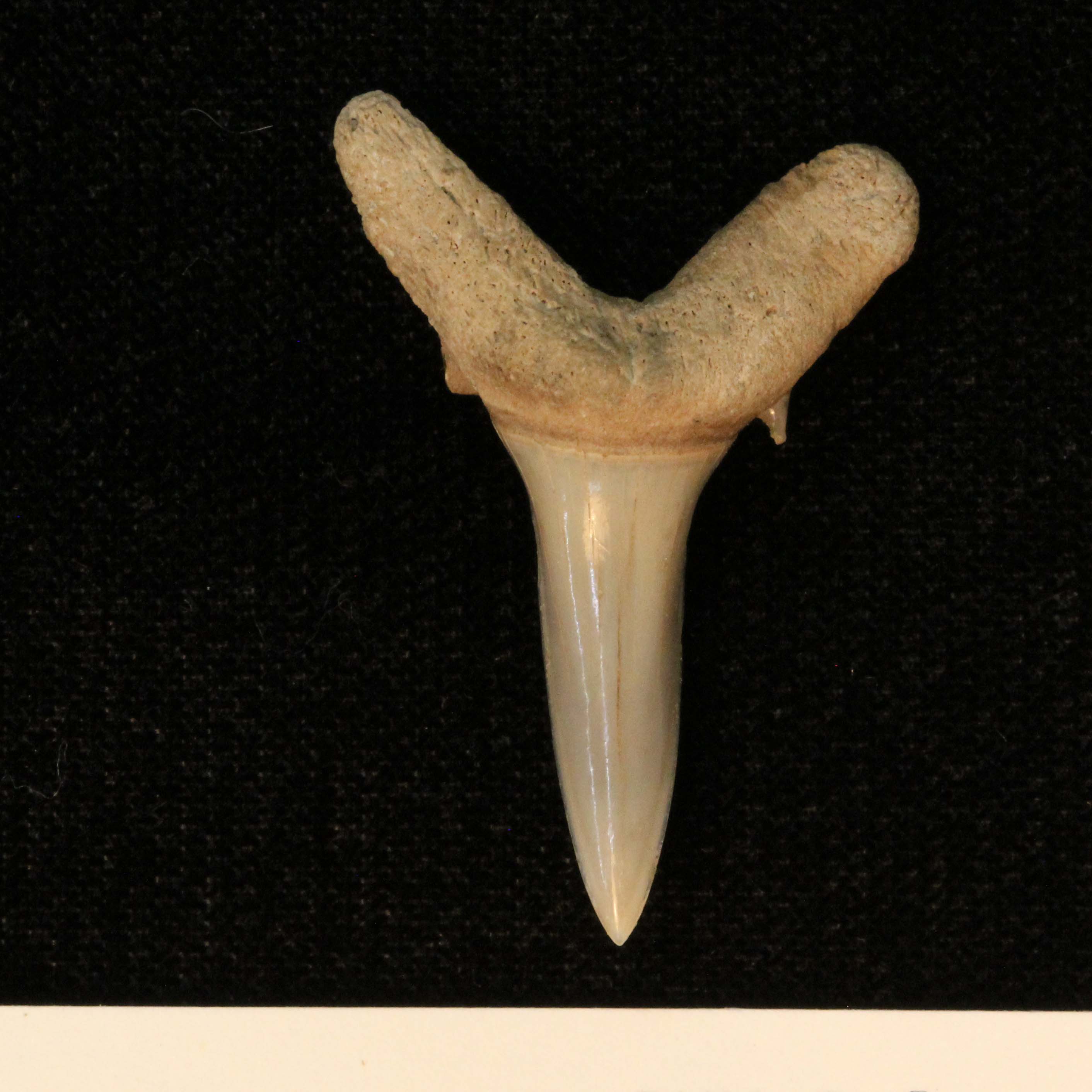 Shark Teeth Model Object Detection Model by AI in Environmental Science