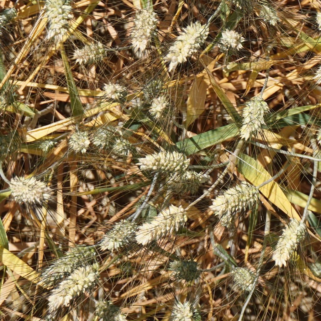 xiaohuihui (xiaohuihui-fjqrm) - Roboflow Universe