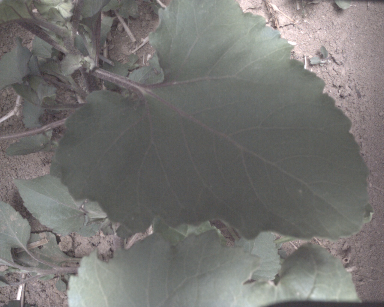 Deneme Object Detection Dataset By Adasdad