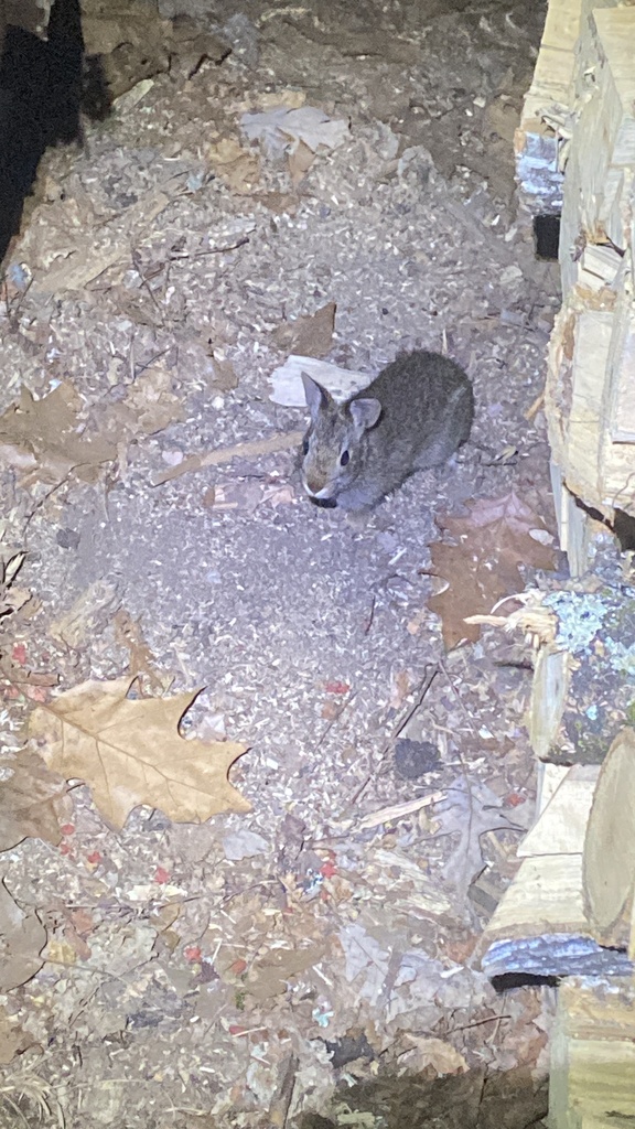 Native Rabbit Identifier Object Detection Model by Models