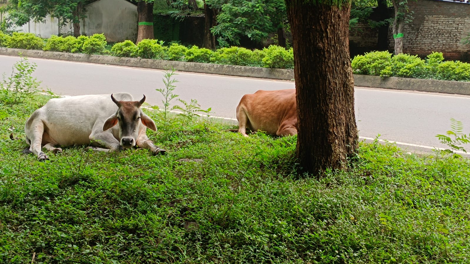 injured animal detector new Object Detection Model by imtired