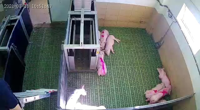 Instance Segmentation Instance Segmentation Dataset and Pre-Trained Model by Monitoritzaci del ...