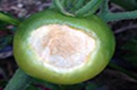 TD disease Object Detection Dataset and Pre-Trained Model by IbrahimHK