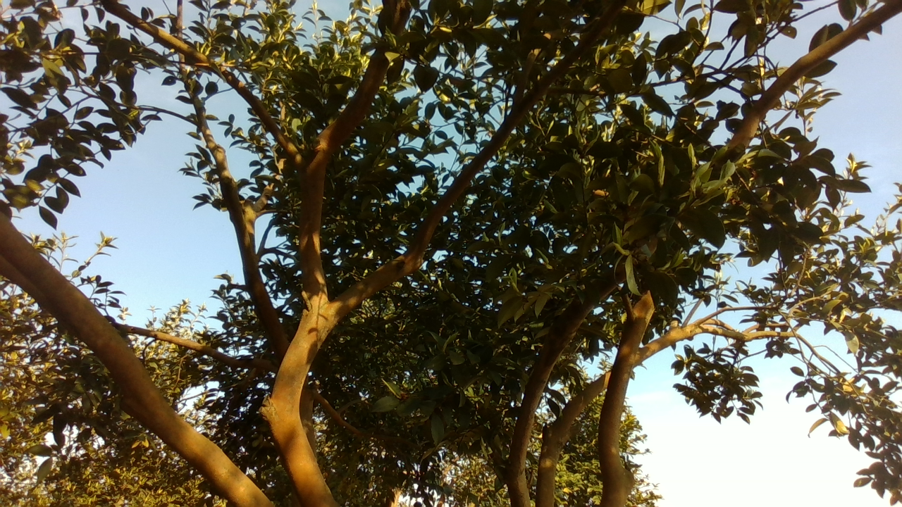 image7 Instance Segmentation Dataset by Trunk detection