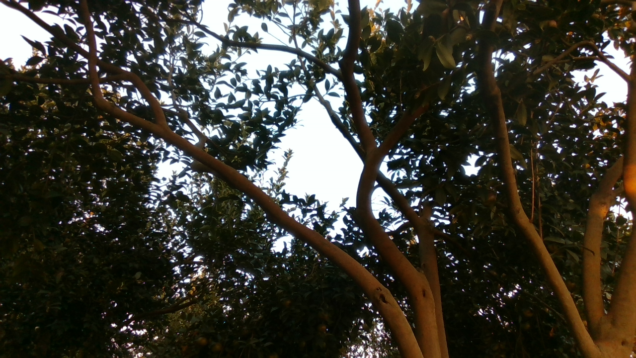 image6 Instance Segmentation Dataset by Trunk detection